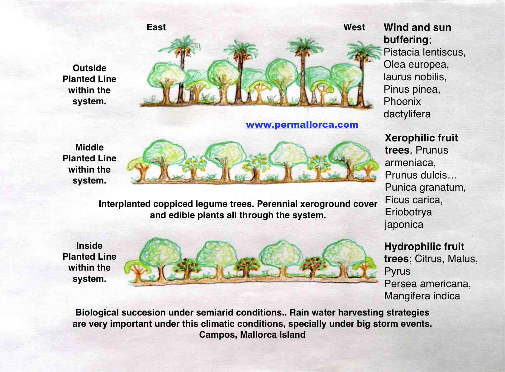 Food Forest Design for Spain - from permallorca